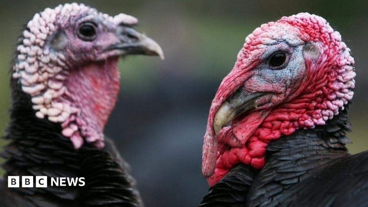 Turkey firm Bernard Matthews up for sale - BBC News