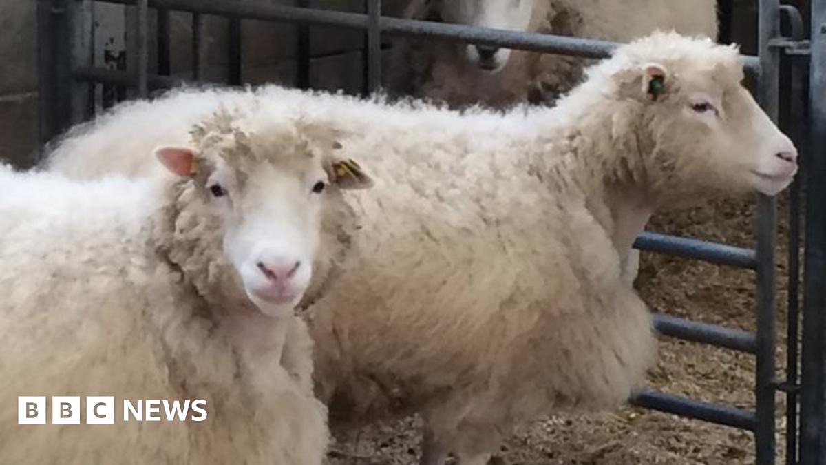 Are cloned animals born old? - BBC News