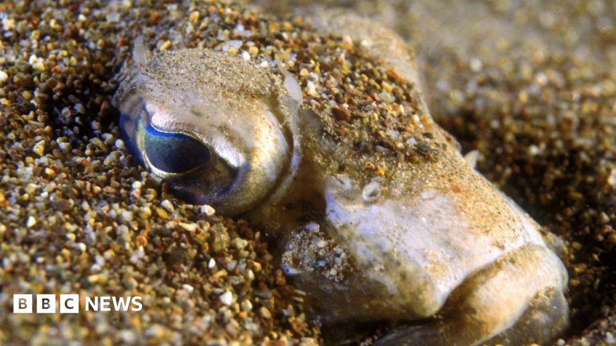 Warning of venomous weever fish on Norfolk and Suffolk beaches - BBC News