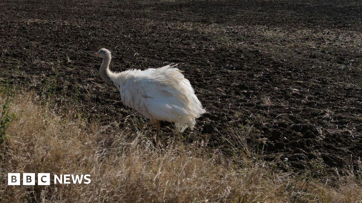 Runaway rhea spotted at Bluntisham recycling centre - BBC News