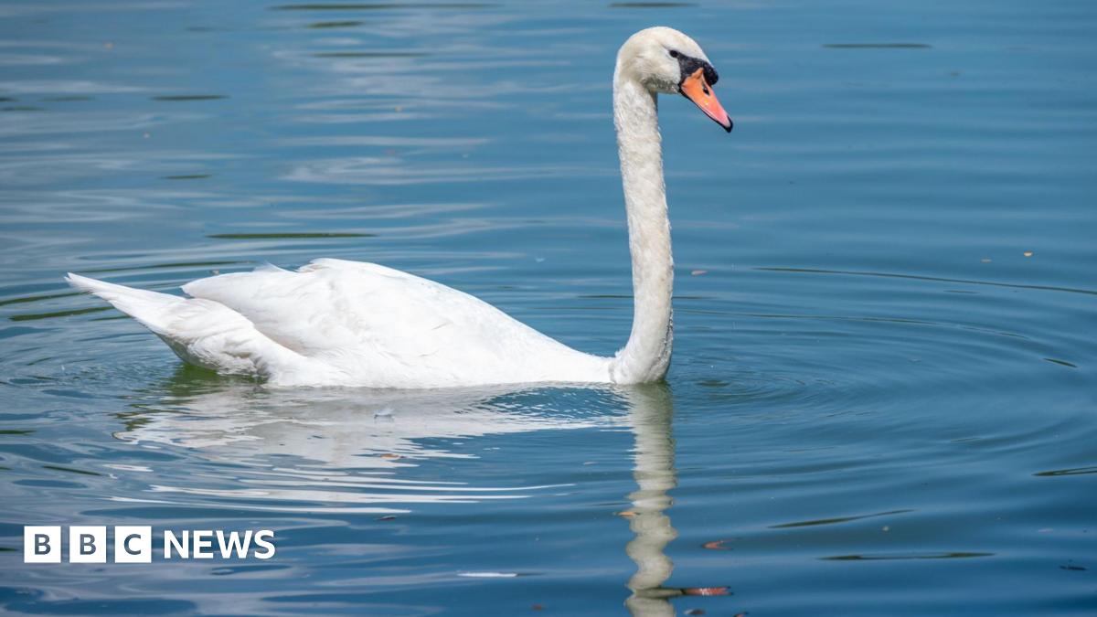 Bird flu found in swans in five places across Northern Ireland - BBC News