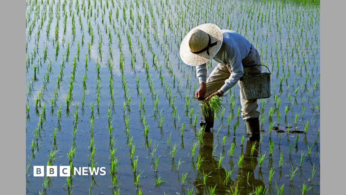 How crops are being disaster-proofed - BBC News