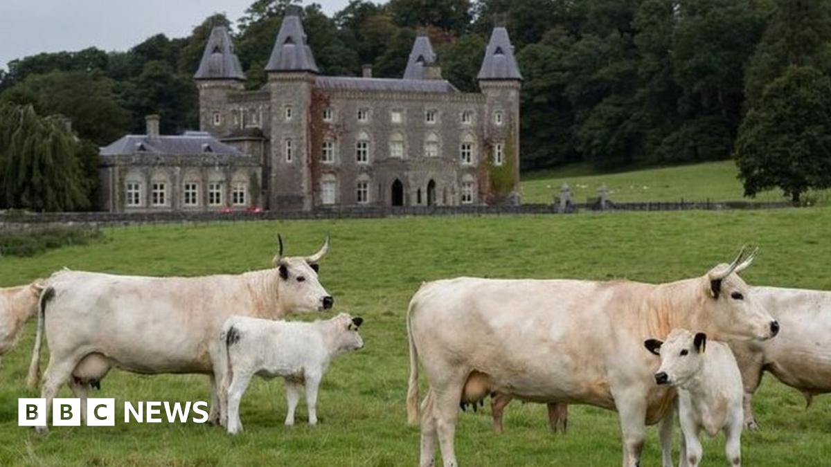 Cattle in Llandeilo 'rarer than giant panda' under threat - BBC News
