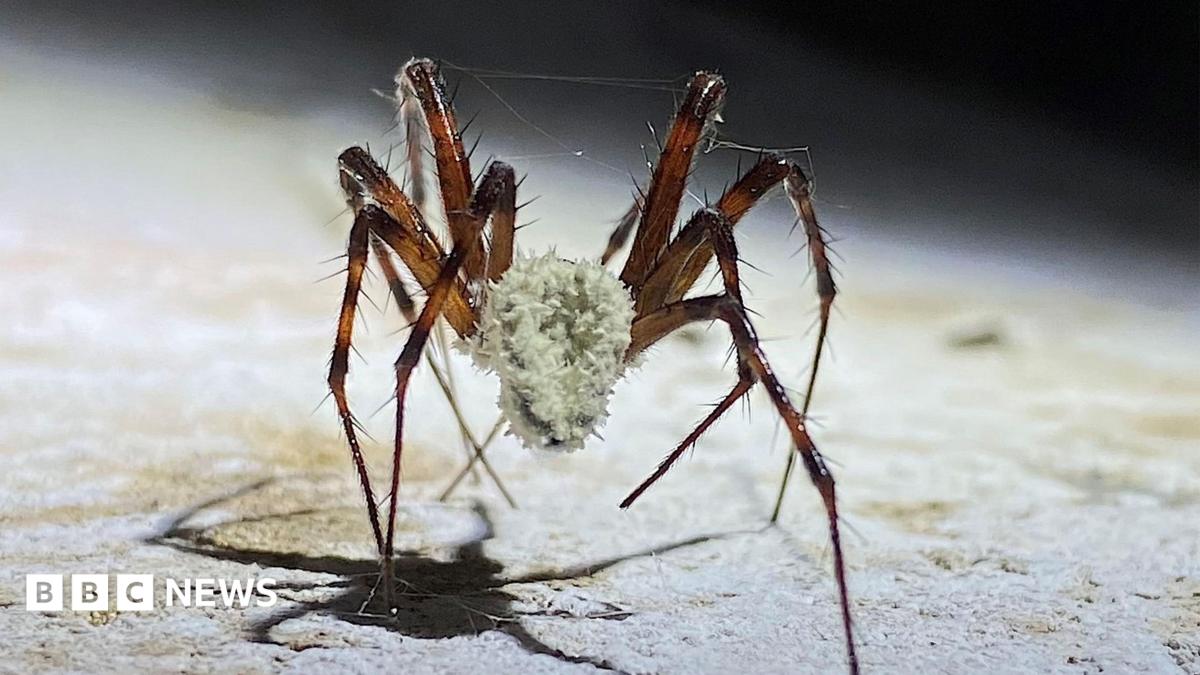 'Zombie spider' fungi among Kew archive specimens - BBC News