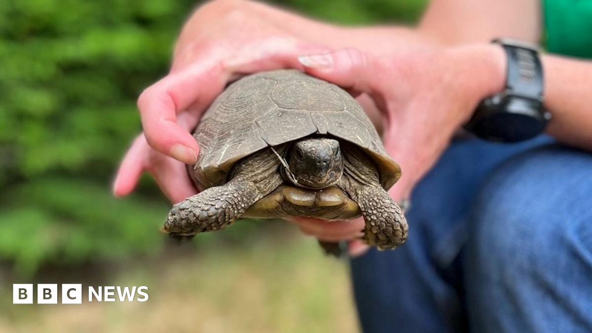 Tortoise does a runner - a mile across busy town - BBC News