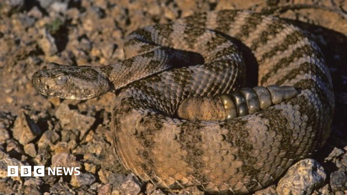 Man 'fought snakes' to survive after falling down 100ft mineshaft - BBC ...