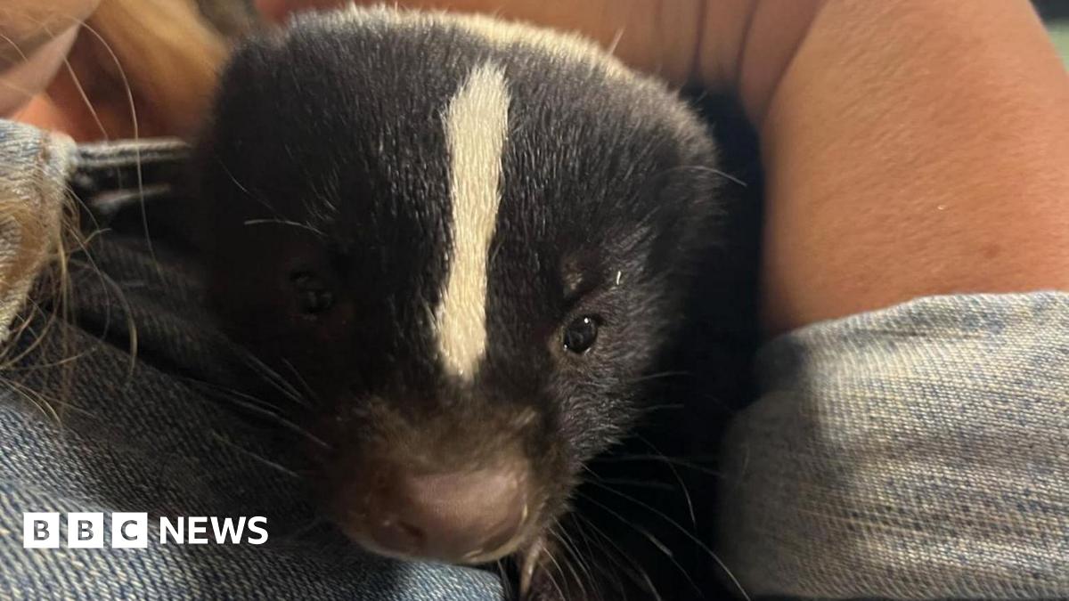 'Shy but loving' skunk Buddy goes on the run from Suffolk farm - BBC News
