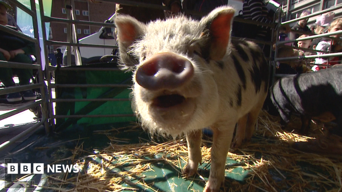 Hundreds flock to pop up farm in Coventry city centre - BBC News