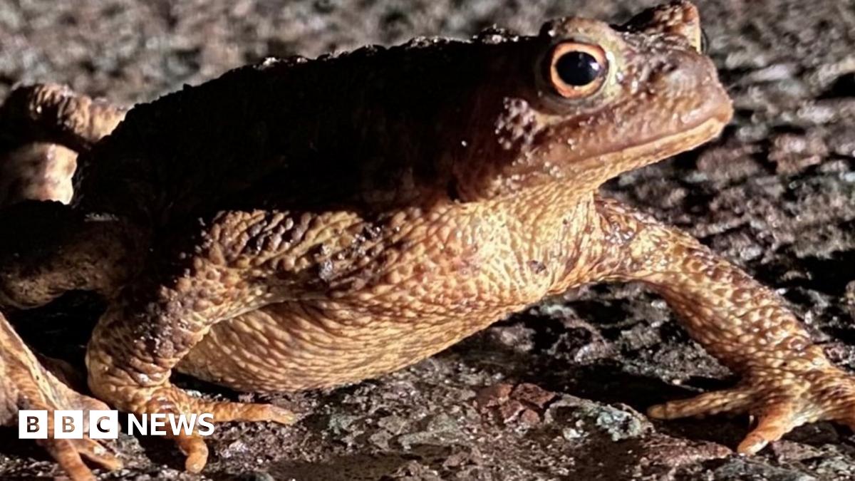 Warminster residents asked if road should be closed for toads - BBC News