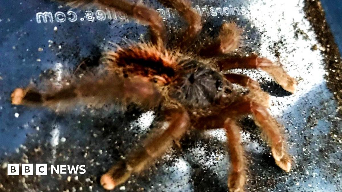 Tarantula found by passengers on London Bridge train - BBC News