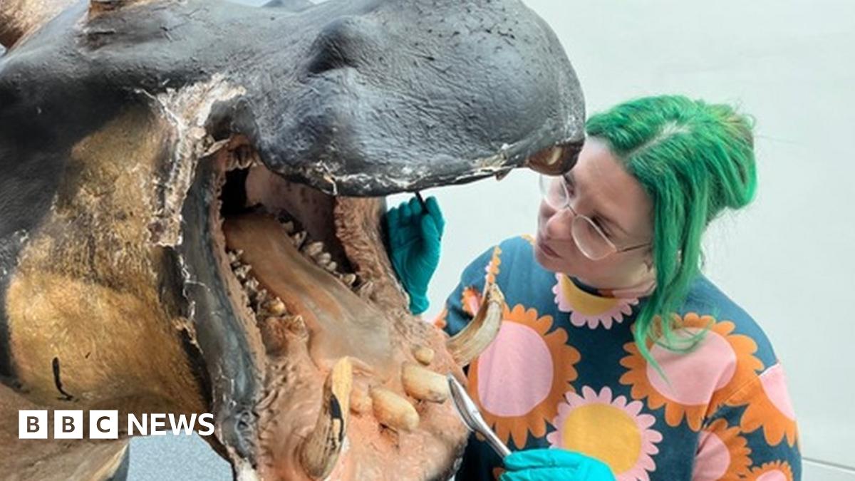 Leeds stuffed 99-year-old hippo being restored to 'full majesty' - BBC News