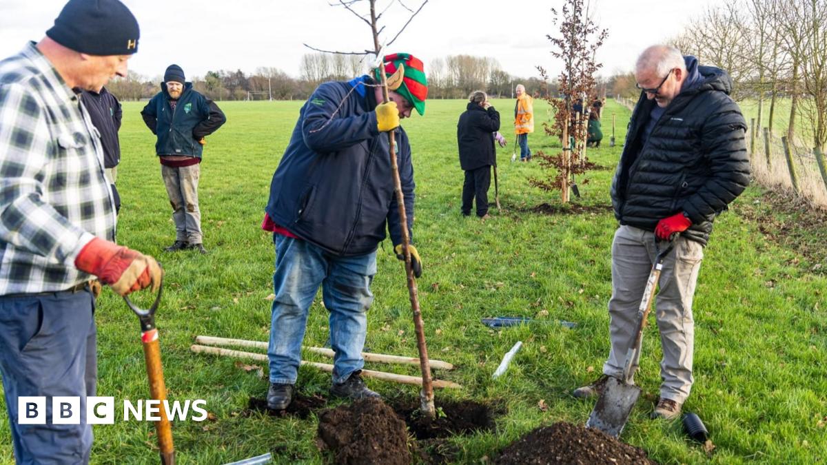 Increase in tree planting in Humber Forest project - BBC News