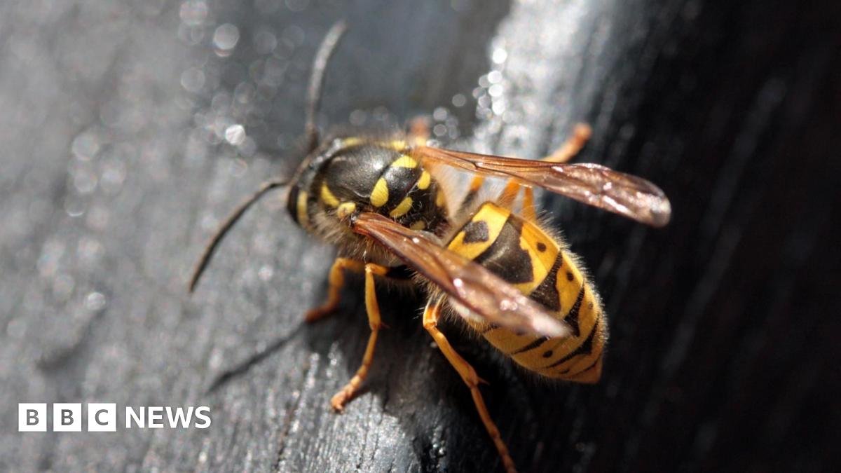 Where have all the wasps gone? - BBC News