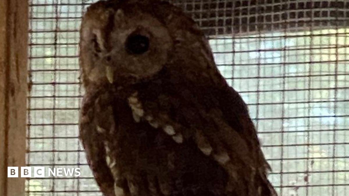 Owl dumped and 'left to die' in bin released back to woodland - BBC News