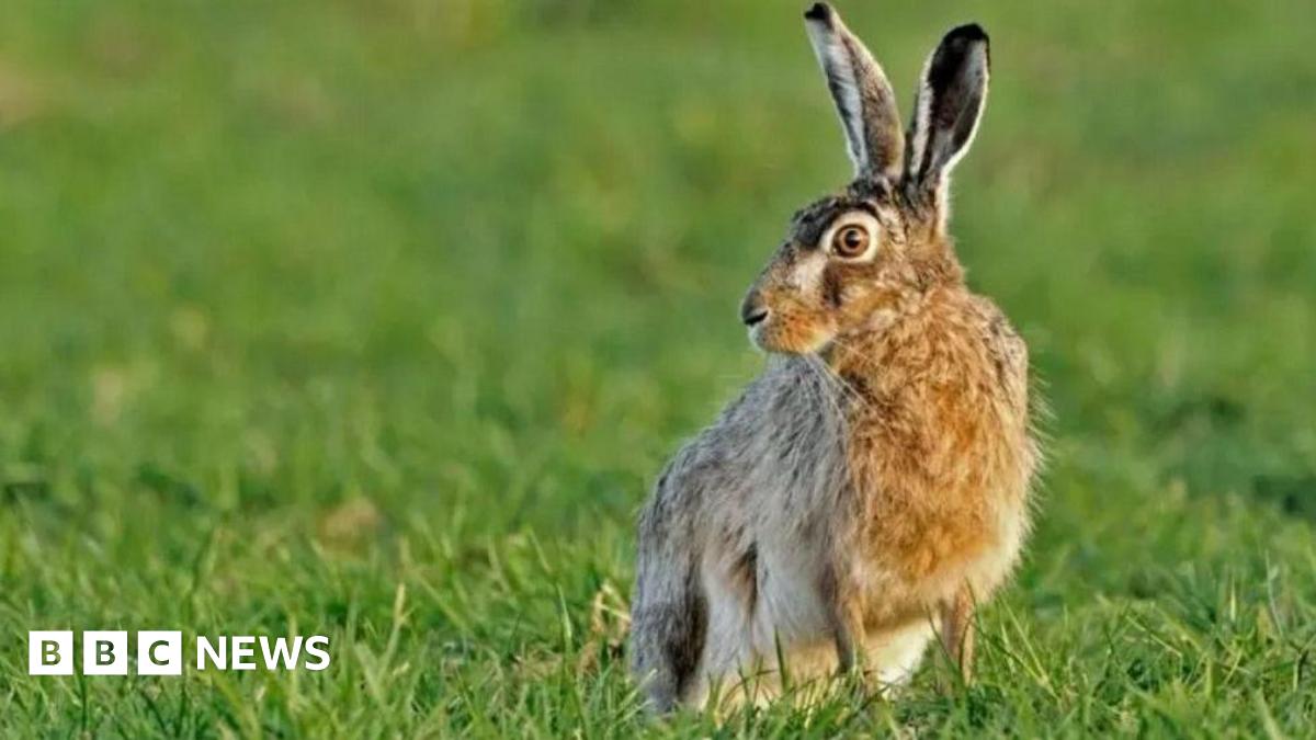 Warning in Warwickshire over rise in illegal hare coursing - BBC News