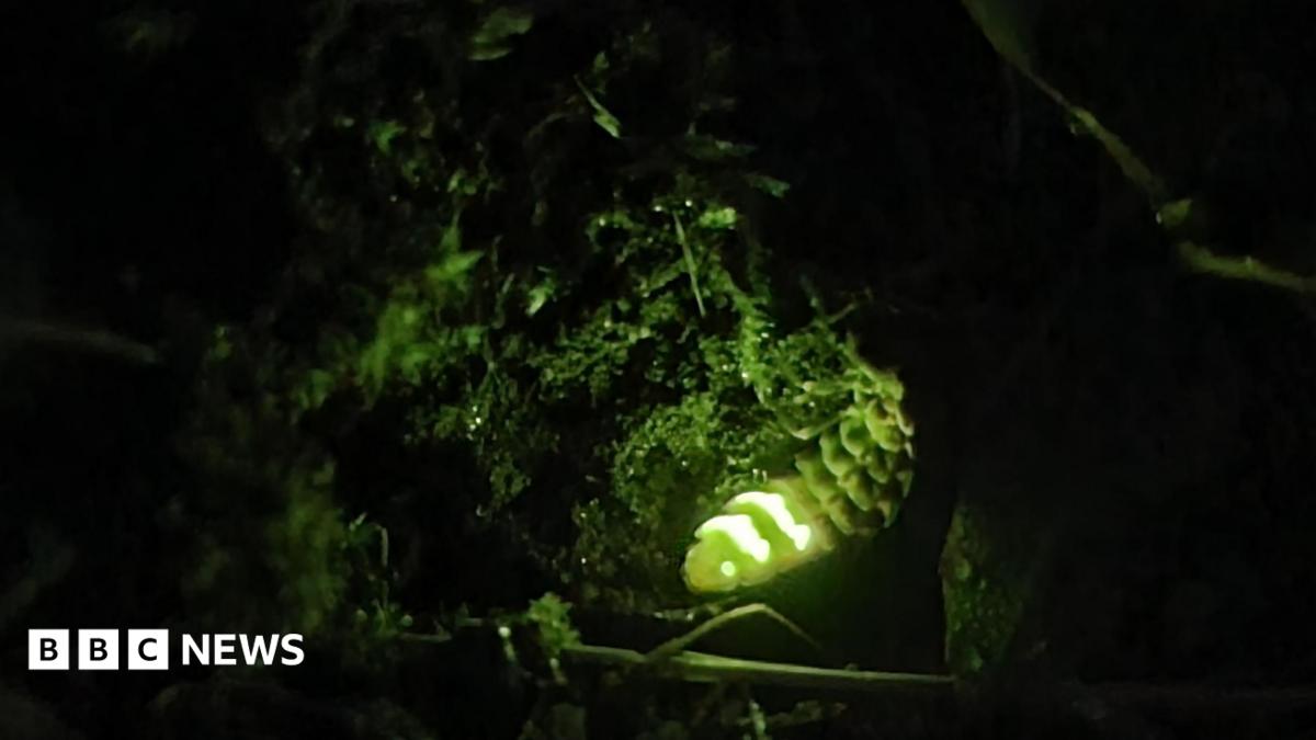 Volunteers sought to help survey glow worms in Cumbria - BBC News