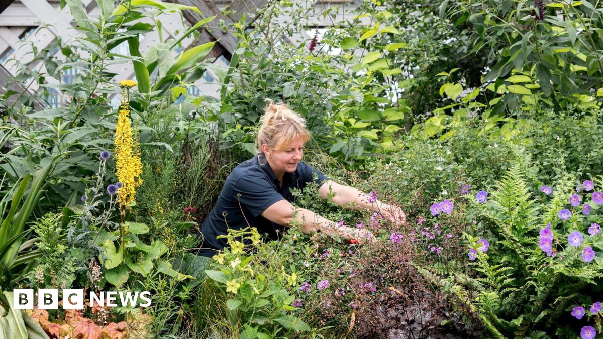 National Trust promises to 'ramp up' wildlife habitats protection - BBC ...