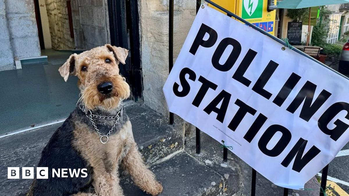 Local elections 2025: Dogs at polling stations - BBC News