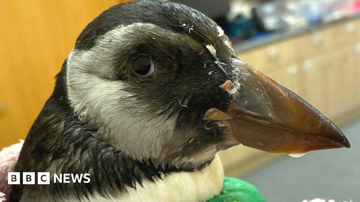 Dozens of dead and ill puffins wash up in Orkney - BBC News