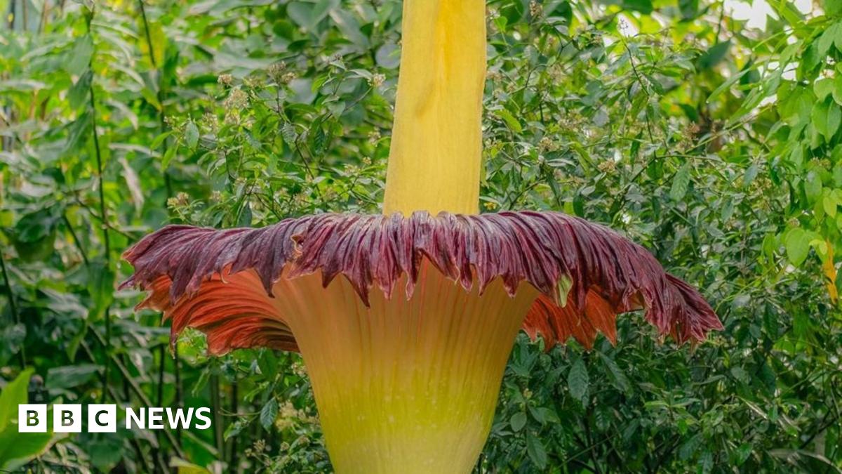 Corpse Flower: Kew's foul-smelling plant blooms again - BBC News