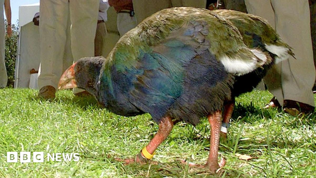 New Zealand halts cull after rare bird deaths - BBC News