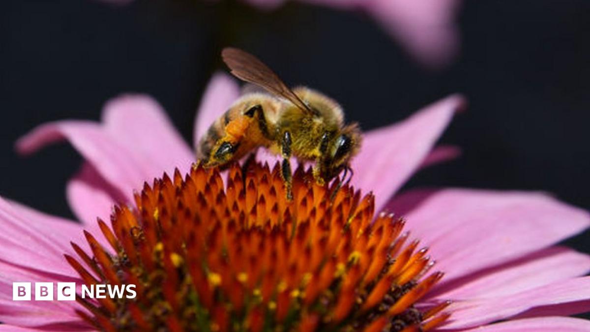 Bee hive infected with disease in Pitlochry to be destroyed - BBC News