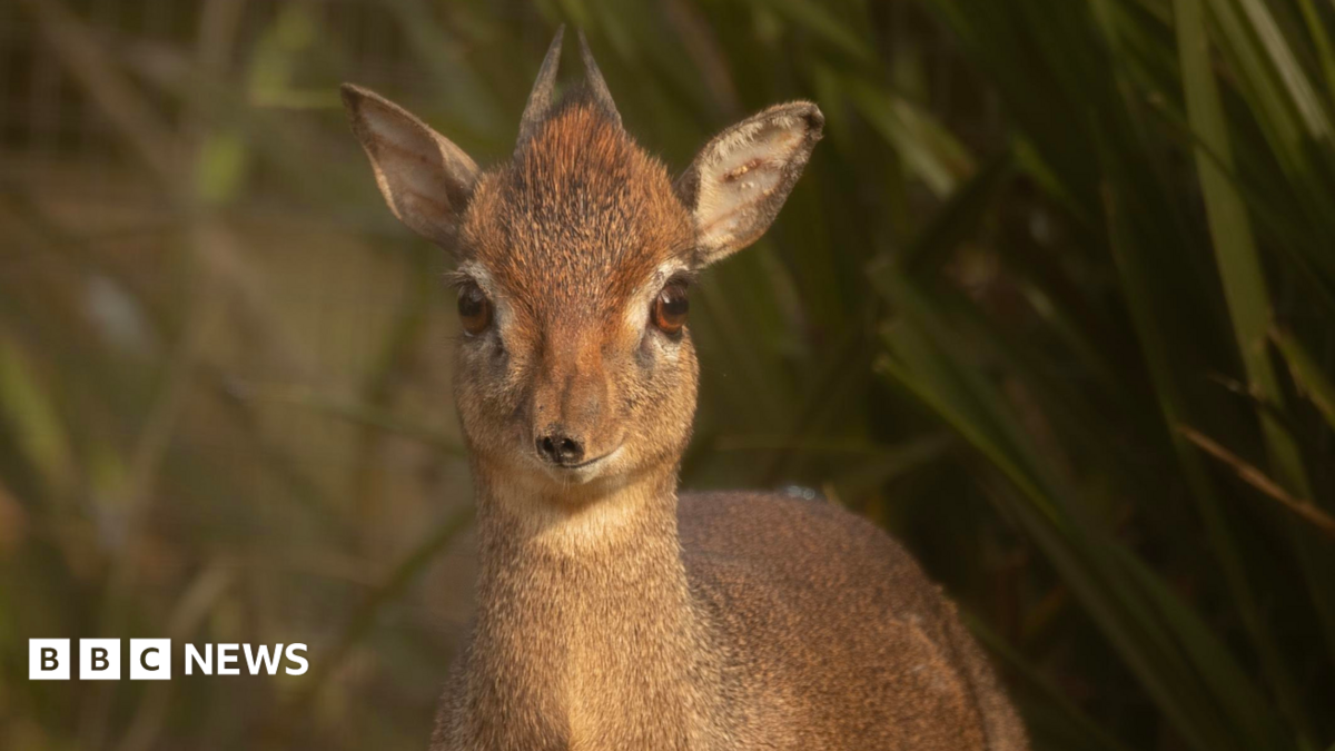 Dartmoor Zoo: Three small Kirk Dik Dik antelopes 'settle in' - BBC News