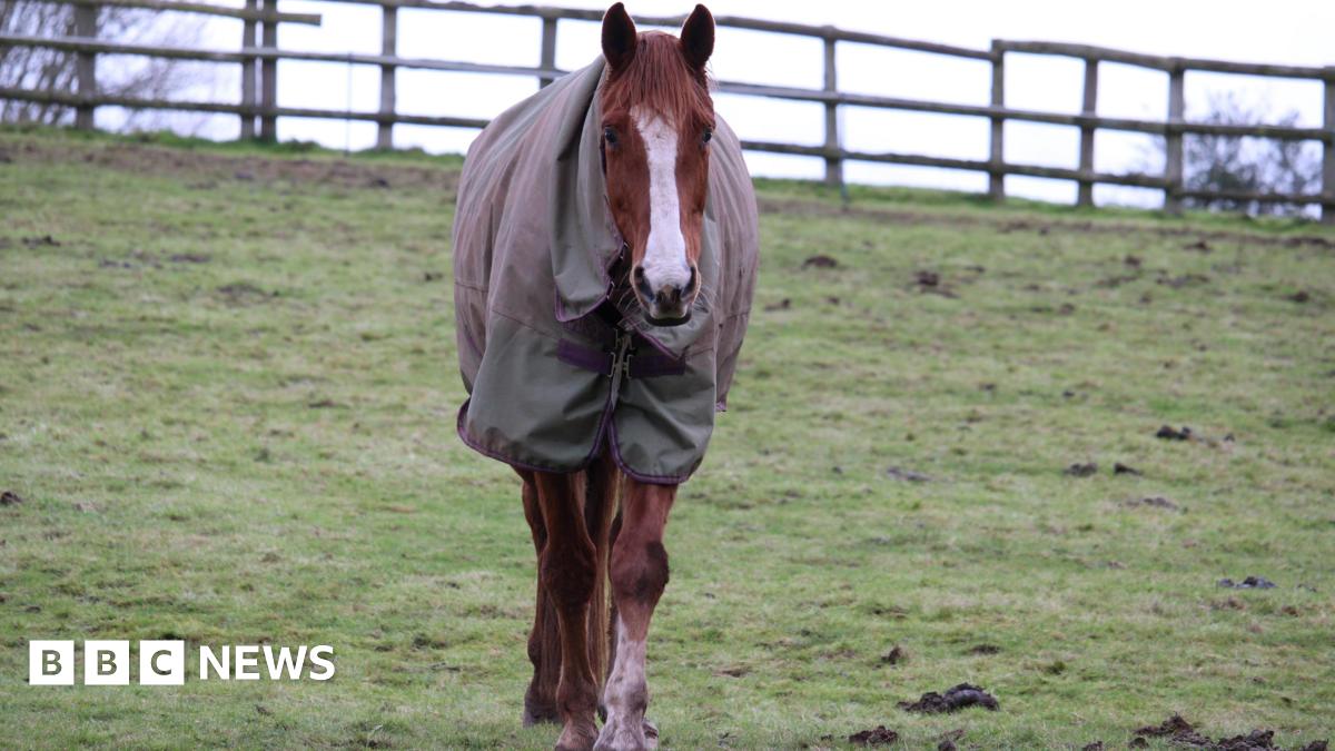 Your photos from the West Midlands: Curious animals and flowering bulbs ...