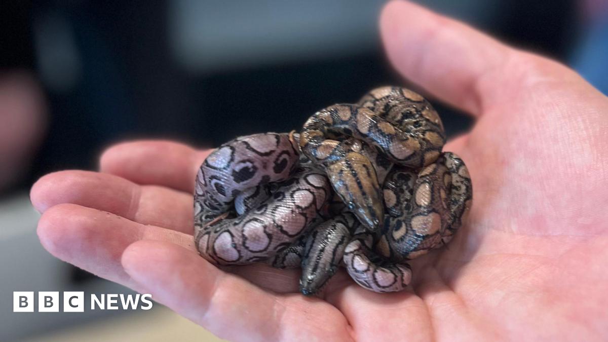 Snake at Portsmouth college has virgin births - for second time - BBC News
