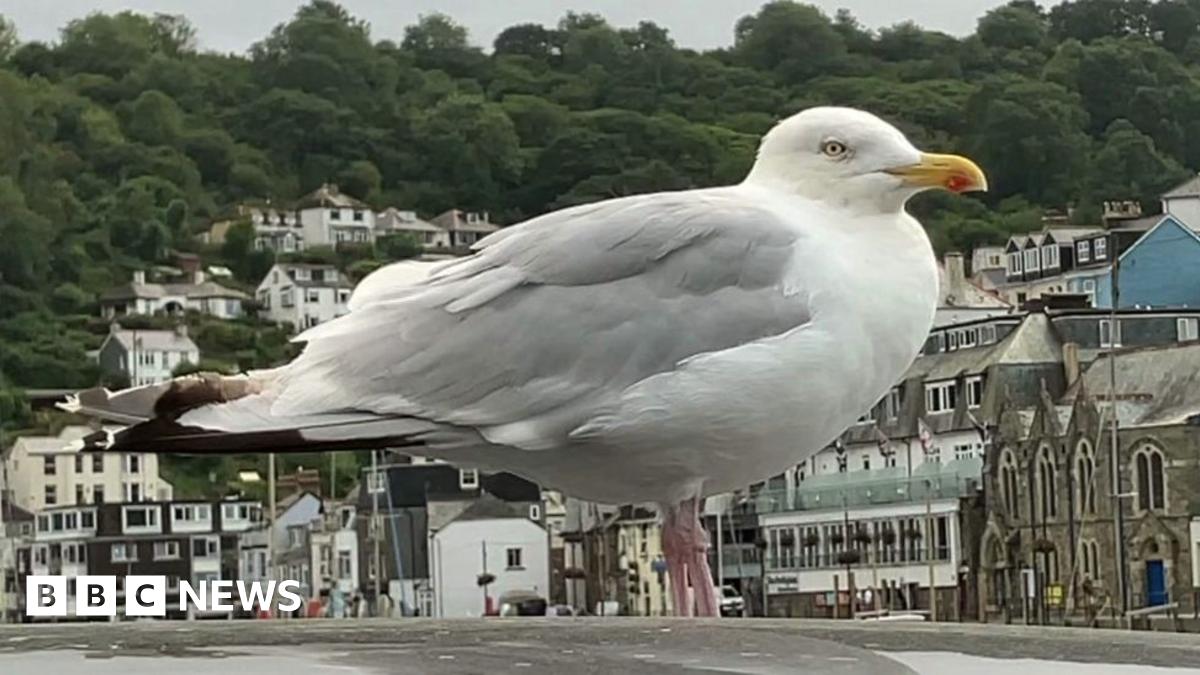 Seagull species in serious decline, say experts - BBC News