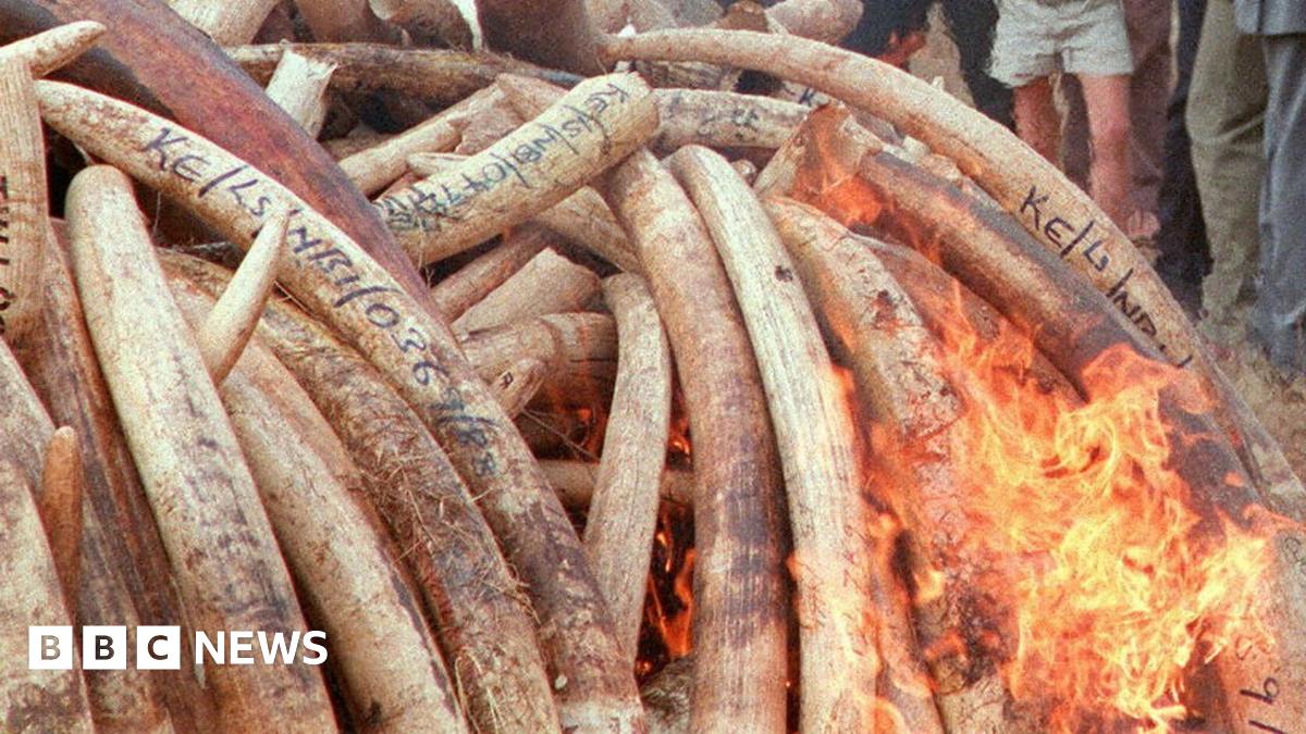 Kenya's ivory inferno: Does burning elephant tusks destroy them? - BBC News