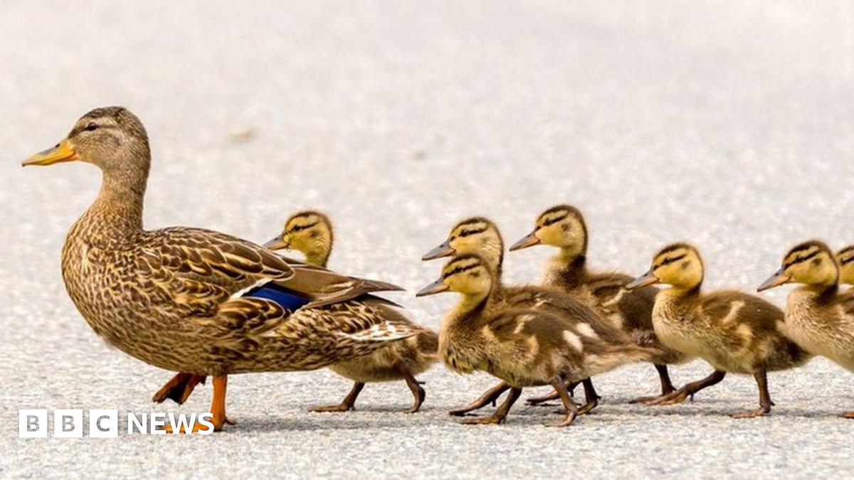Almost 100 ducks killed or injured by dogs in Elgin - BBC News