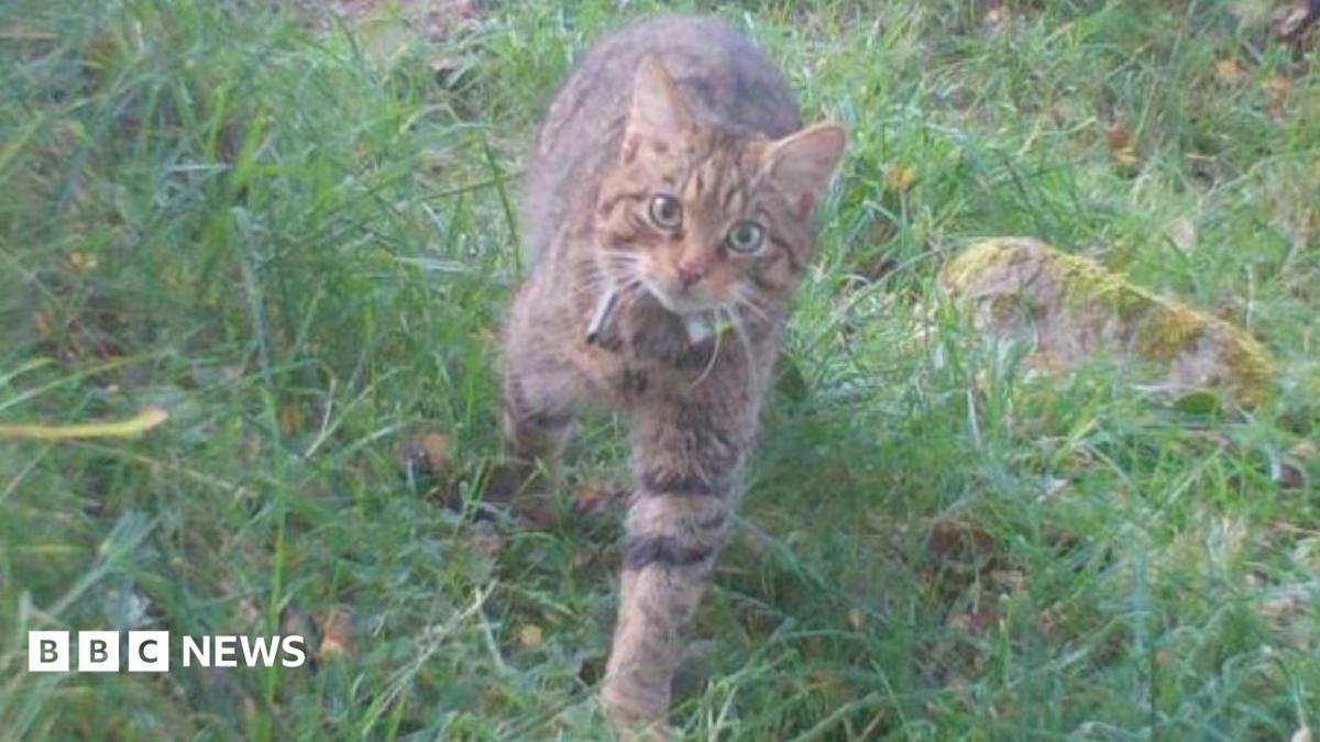 Two captive-bred Scottish wildcats released in Cairngorms die - BBC News