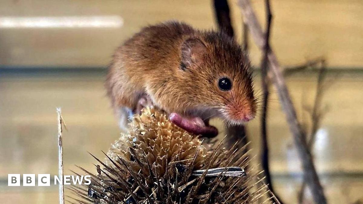 Harvest mice return to Breary Marsh in Leeds after 50 years - BBC News