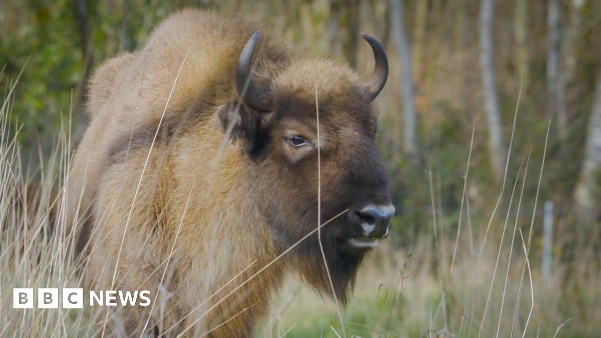 Hopes for breeding Kent bison herd in new UK location - BBC News