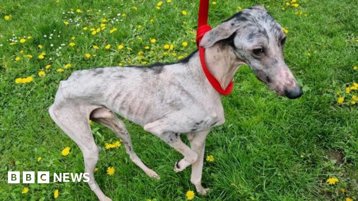 Dog recovering in County Durham after being 'dumped like rubbish' - BBC ...