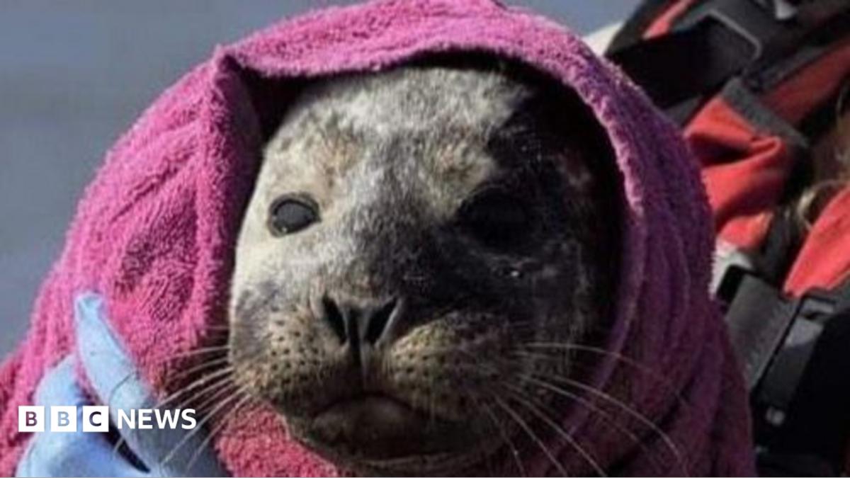 Seal spotted in River Conwy at Llanrwst and Betws-y-Coed - BBC News