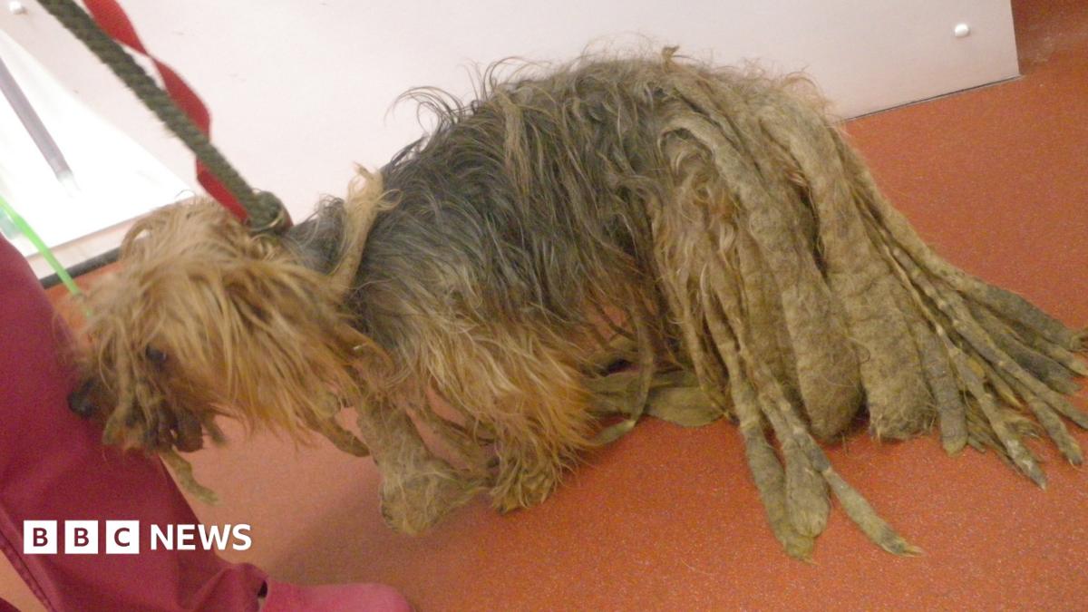 Pet ban for Willenhall owner of dreadlocked dog - BBC News