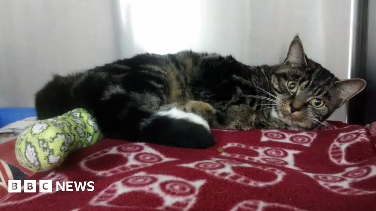 Owners sought for cat impaled on fence in Birmingham - BBC News