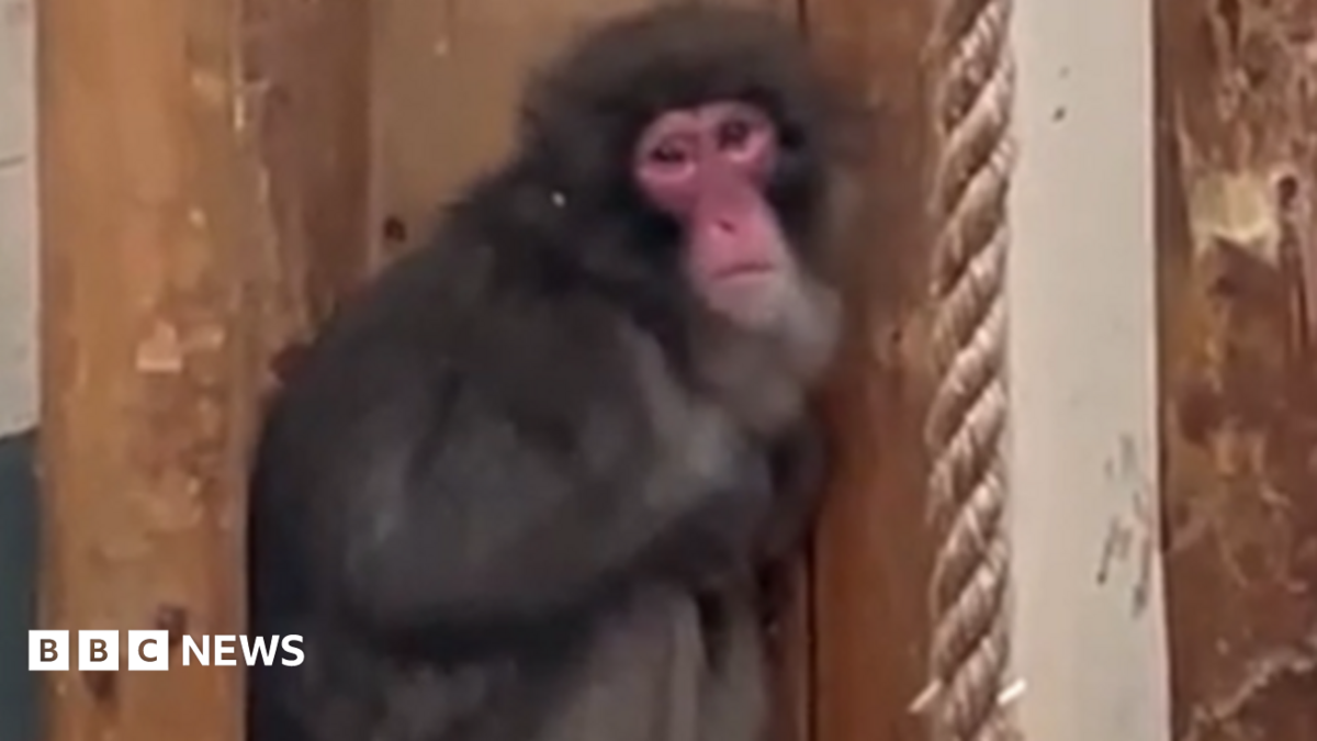 Monkey that escaped from Kincraig park moved to Edinburgh Zoo - BBC News