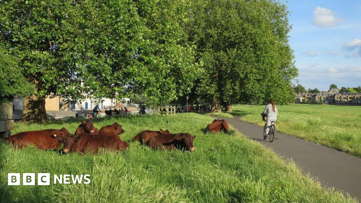 Uncertain future for Cambridge's urban cattle - BBC News