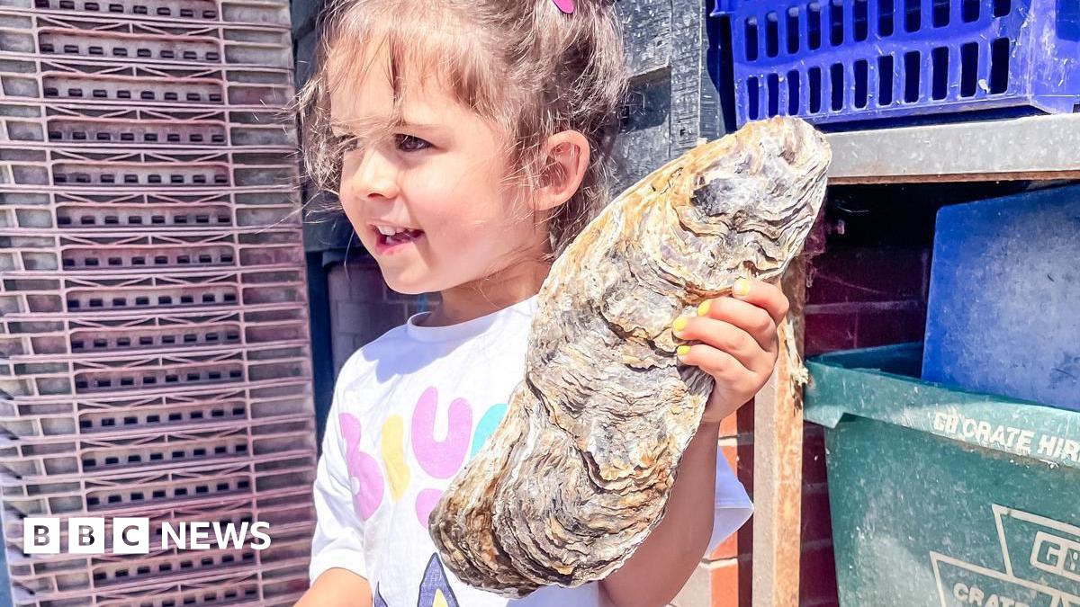 Mersea oyster farmers harvest 'monster' mollusc at sea - BBC News
