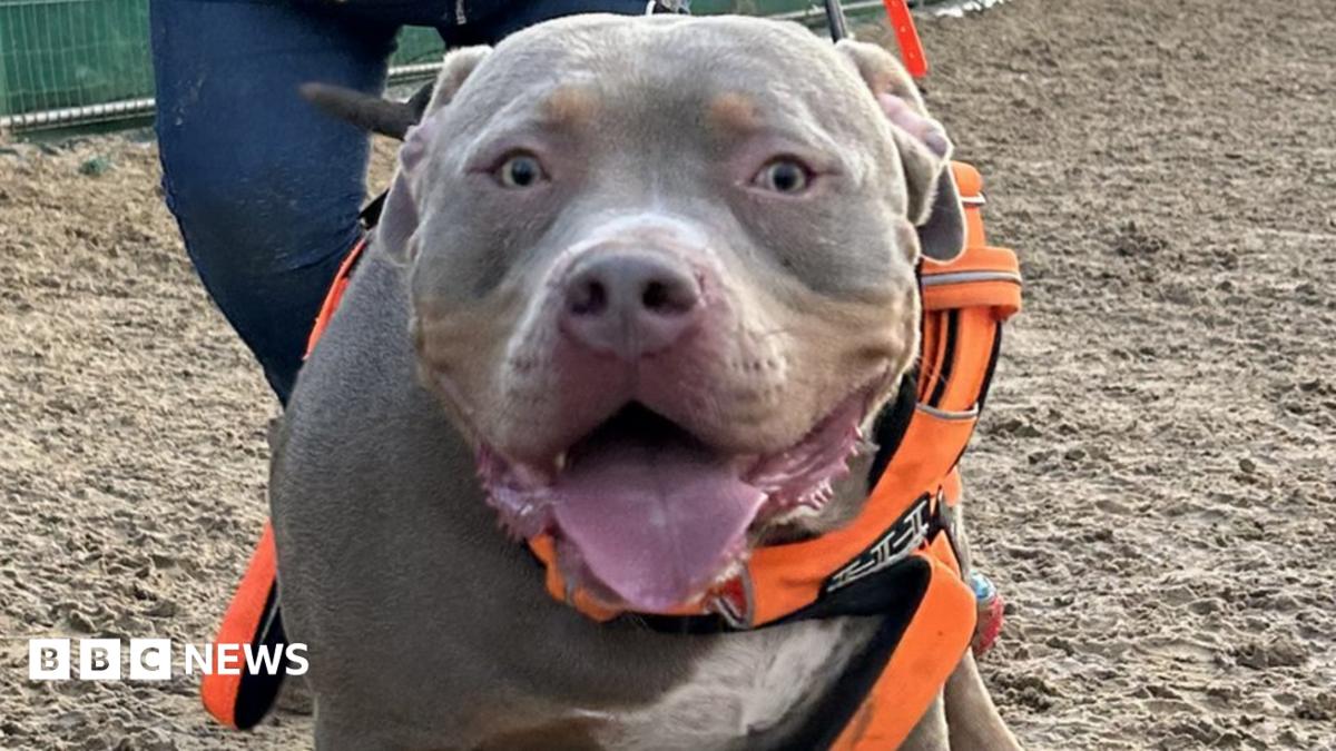 American XL bully ban: Owners and victims speak out - BBC News
