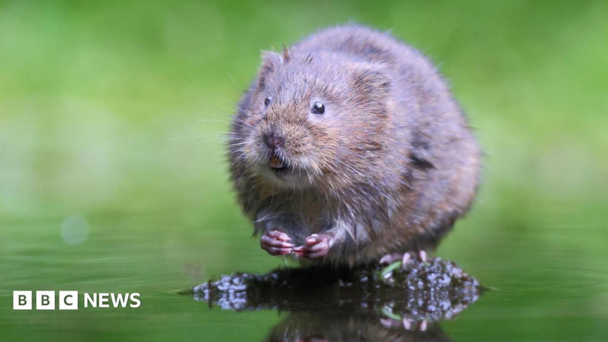 River Smite: Police investigate possible harm to water voles - BBC News