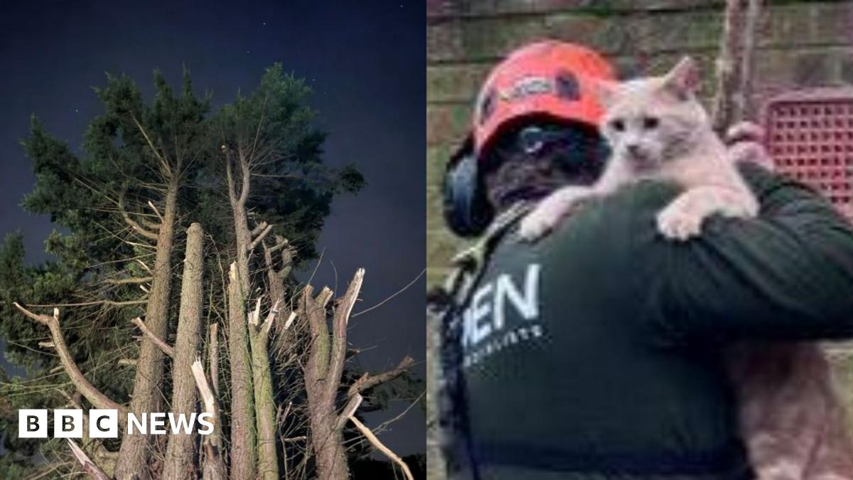 Cat stuck up 33ft Bedford tree for three days rescued - BBC News