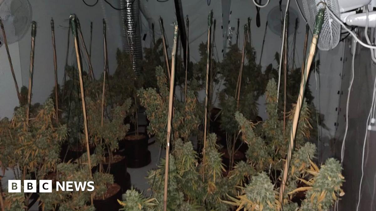 Omagh: Man charged after £60k suspected cannabis factory find - BBC News