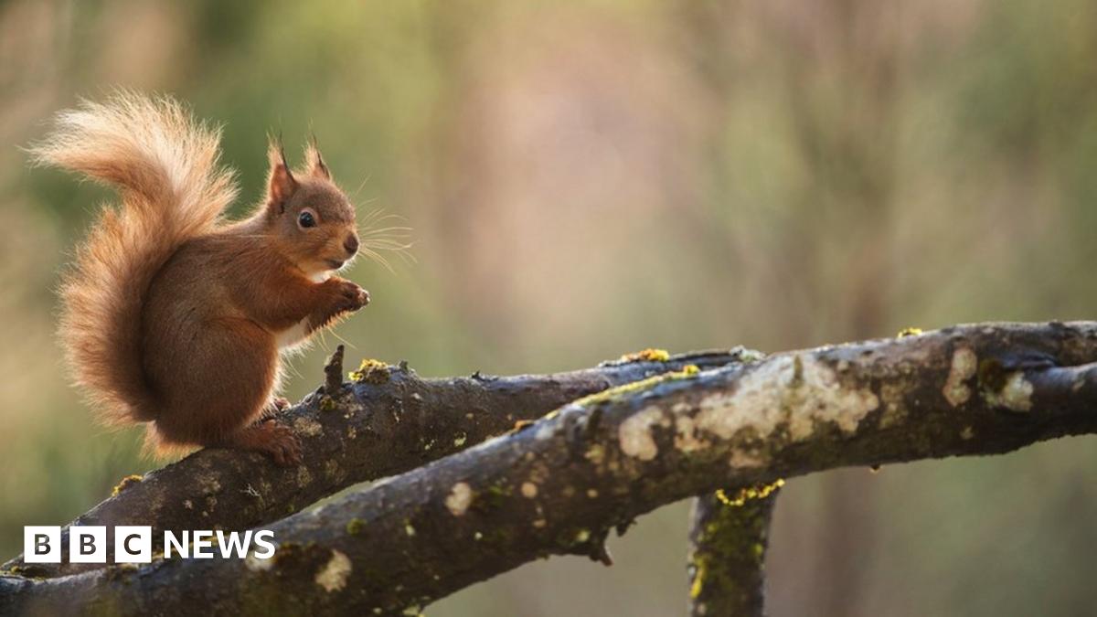 Nature crisis: One in six species at risk of extinction in Great ...