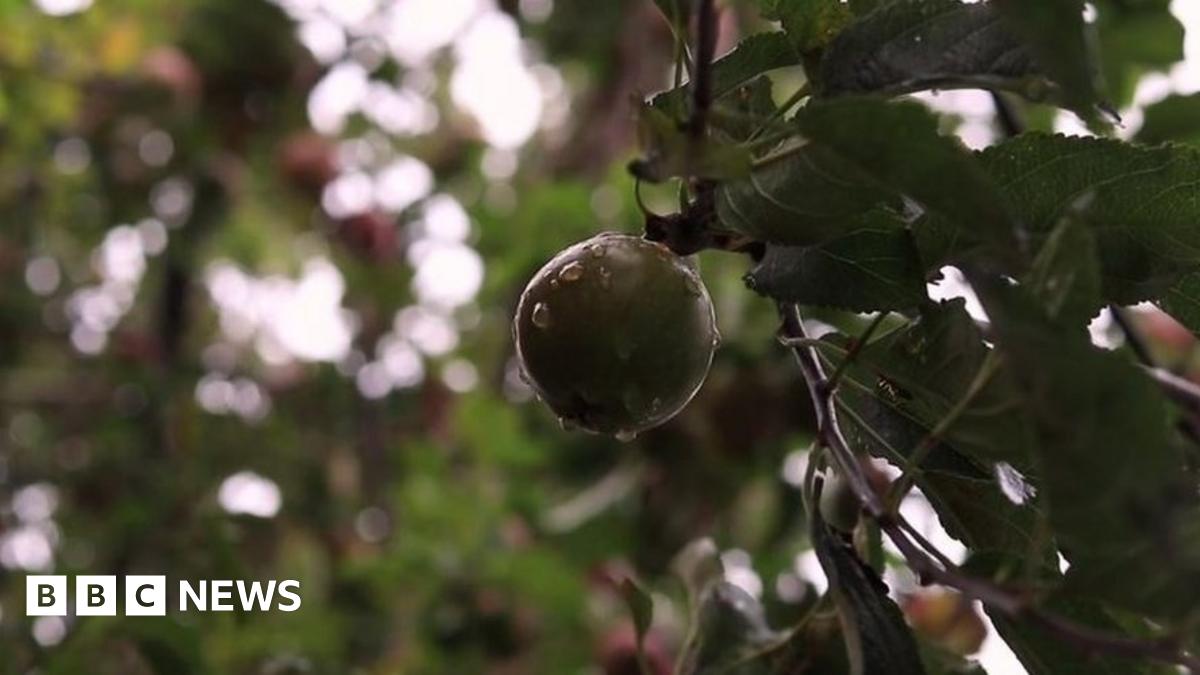 Sheffield: Heritage orchard to preserve rare local fruit trees - BBC News