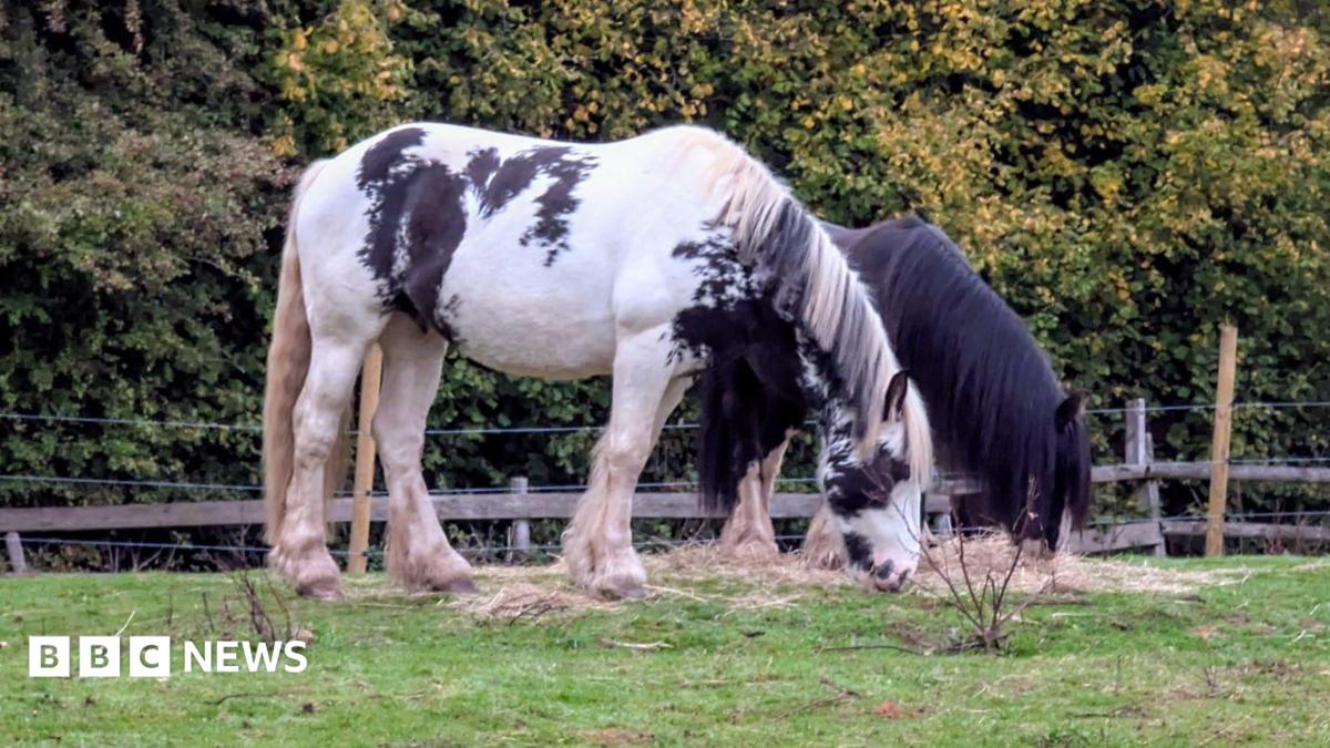 The horse who helps children at Nuneaton disabled riding centre - BBC News