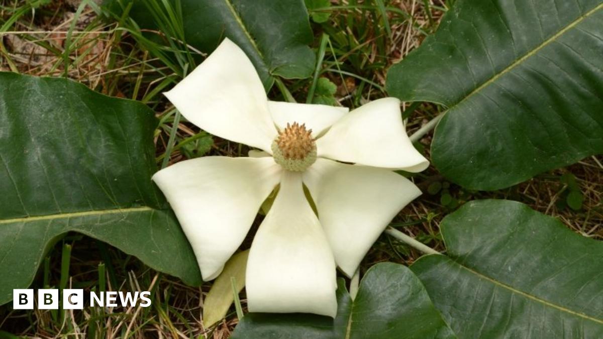 Endangered magnolia species identified - BBC News